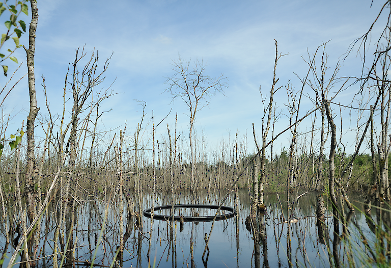 Nina Canell | Into Nature