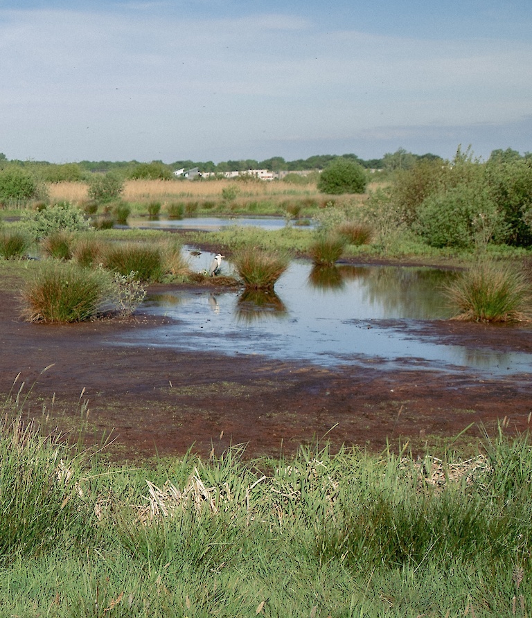 The Wind is Always There, No Exceptions | Into Nature